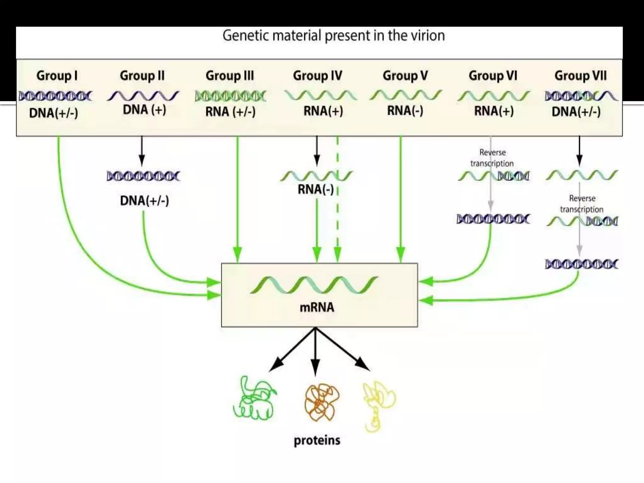 VIRUSES CLASSIFICATION , LIFE CYCLE OF VIRUSES. CHARACTERISTICS OF ...