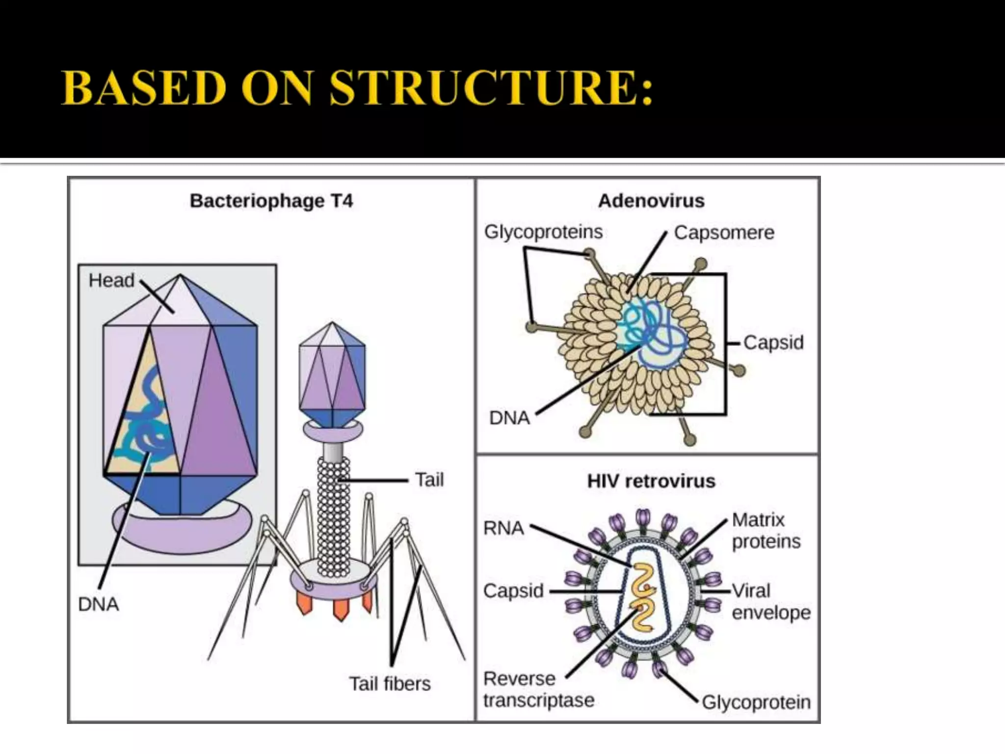 VIRUSES CLASSIFICATION , LIFE CYCLE OF VIRUSES. CHARACTERISTICS OF ...