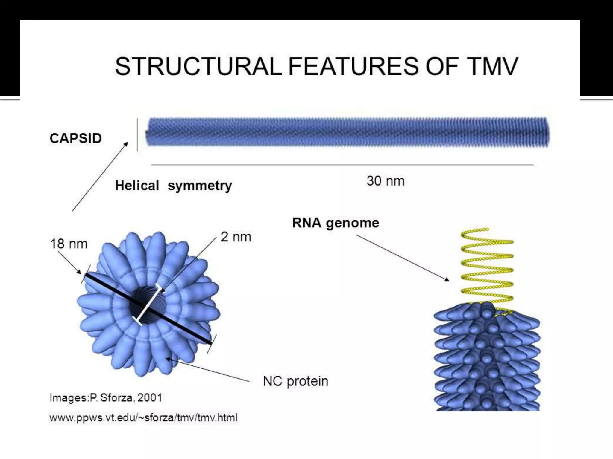 VIRUSES CLASSIFICATION , LIFE CYCLE OF VIRUSES. CHARACTERISTICS OF ...