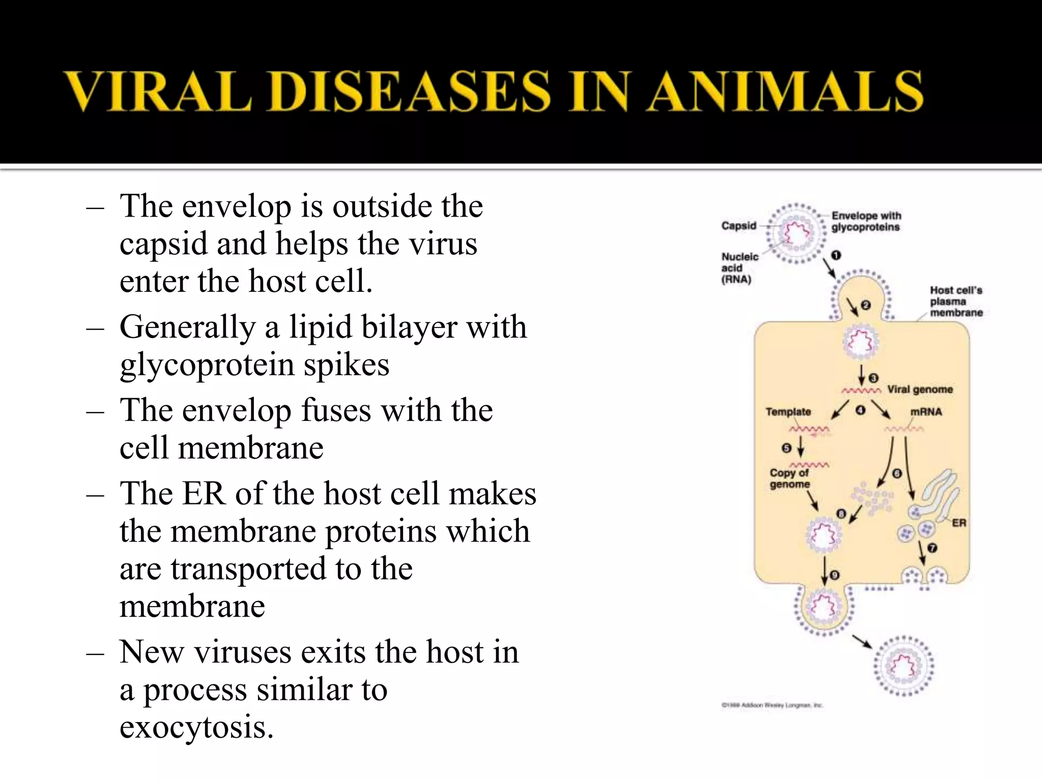 VIRUSES CLASSIFICATION , LIFE CYCLE OF VIRUSES. CHARACTERISTICS OF ...