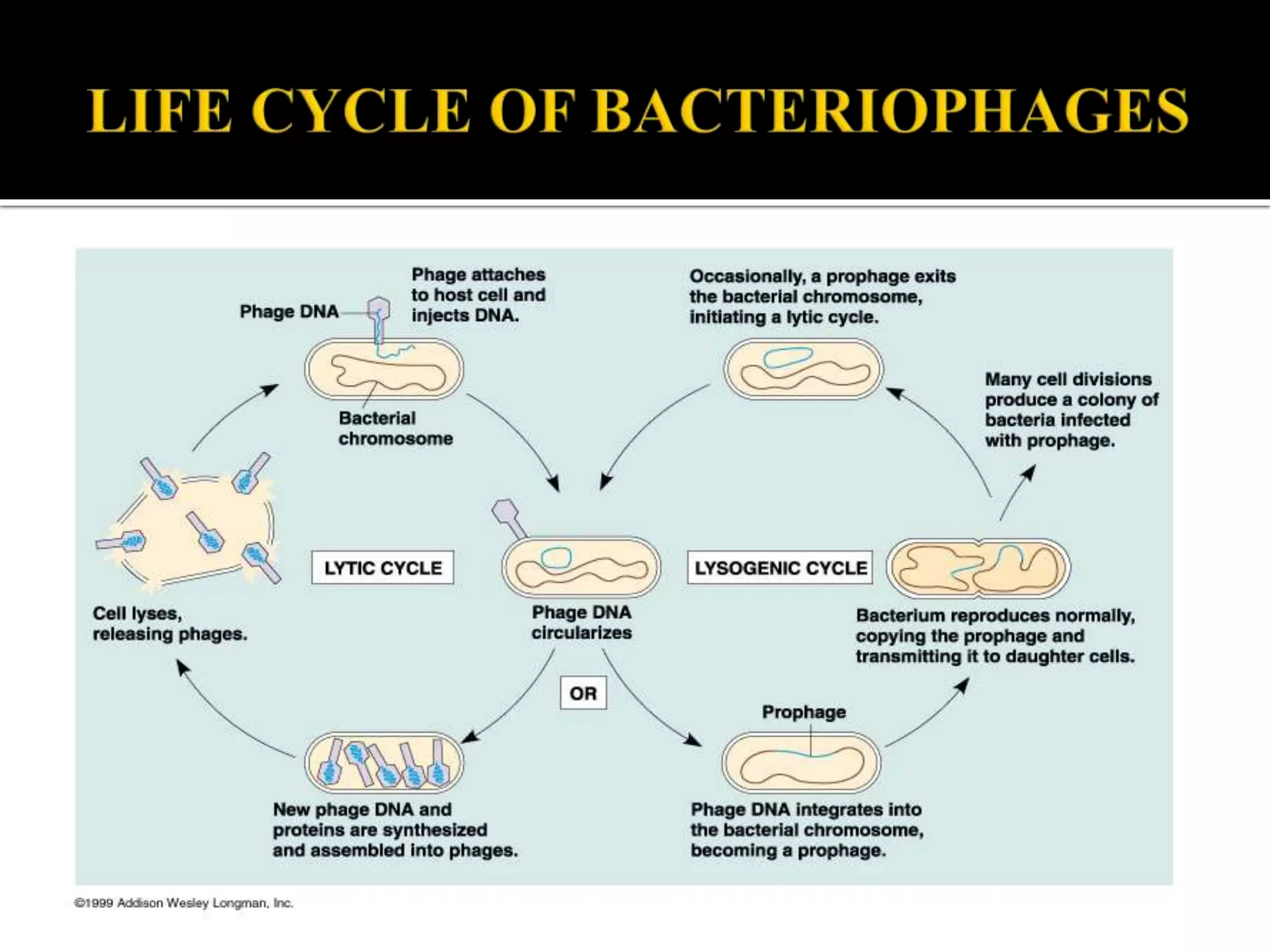 VIRUSES CLASSIFICATION , LIFE CYCLE OF VIRUSES. CHARACTERISTICS OF VIRUSES | PPTX
