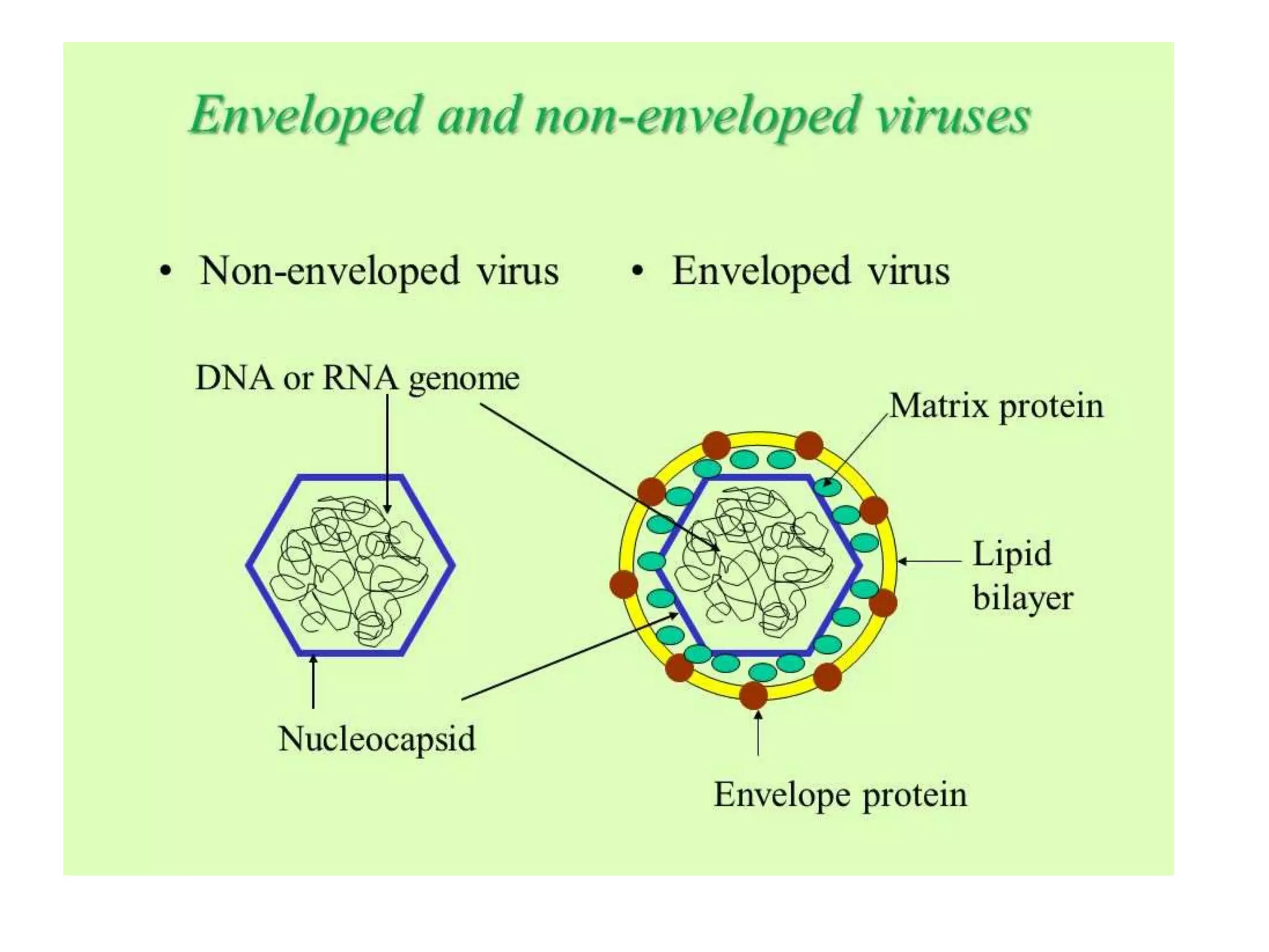 VIRUSES CLASSIFICATION , LIFE CYCLE OF VIRUSES. CHARACTERISTICS OF VIRUSES | PPTX