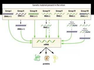 VIRUSES CLASSIFICATION , LIFE CYCLE OF VIRUSES. CHARACTERISTICS OF ...