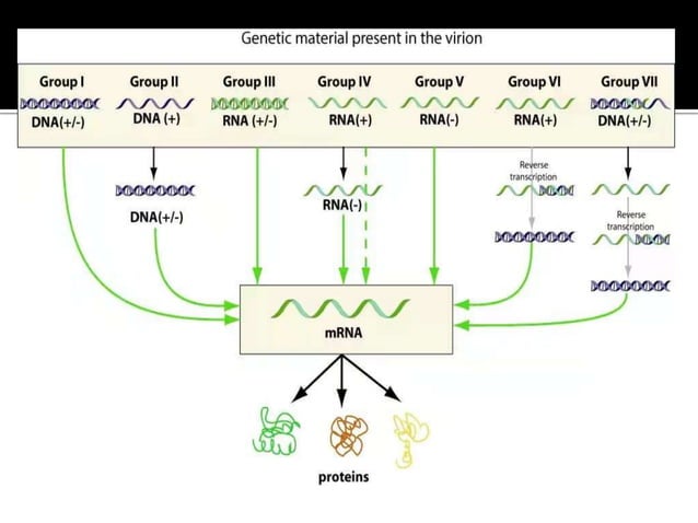 VIRUSES CLASSIFICATION , LIFE CYCLE OF VIRUSES. CHARACTERISTICS OF ...