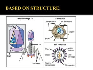 VIRUSES CLASSIFICATION , LIFE CYCLE OF VIRUSES. CHARACTERISTICS OF VIRUSES | PPTX