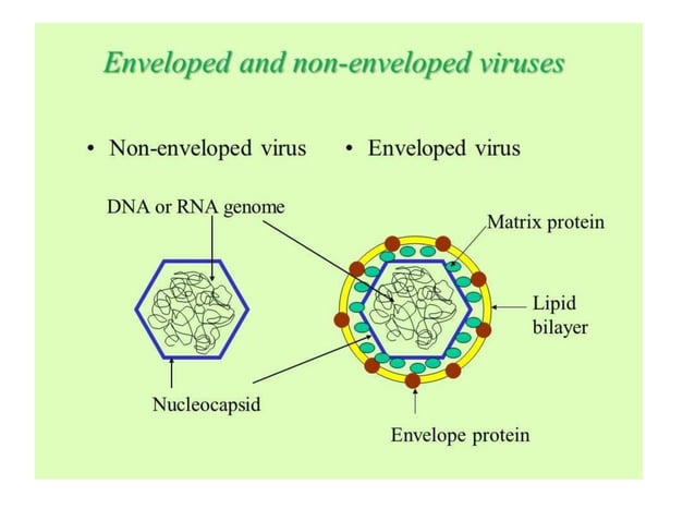 VIRUSES CLASSIFICATION , LIFE CYCLE OF VIRUSES. CHARACTERISTICS OF ...