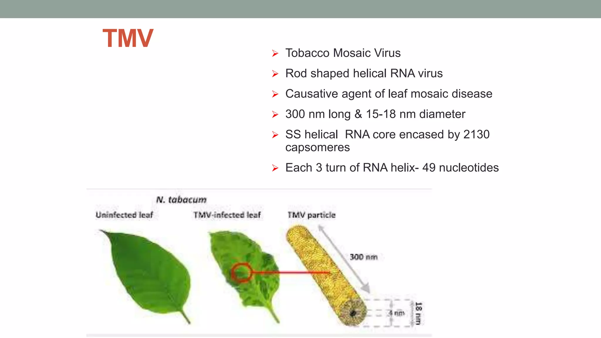 Viruses | PPTX