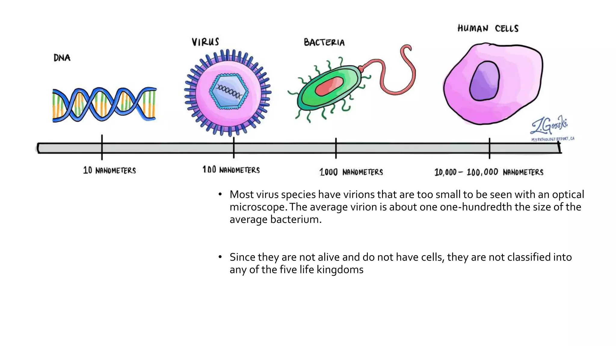 Viruses Honor | PPT