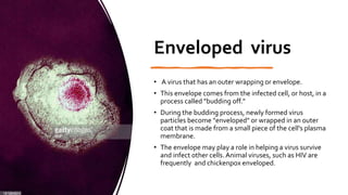 Viruses Honor | PPTX | Infectious Diseases | Diseases and Conditions