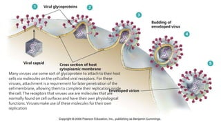 Viruses Honor | PPTX | Infectious Diseases | Diseases and Conditions