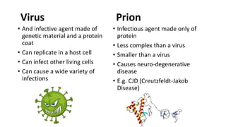Viruses Honor | PPTX | Infectious Diseases | Diseases and Conditions