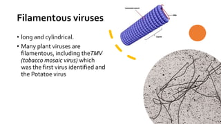 Viruses Honor | PPTX | Infectious Diseases | Diseases and Conditions