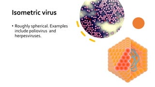 Viruses Honor | PPTX | Infectious Diseases | Diseases and Conditions
