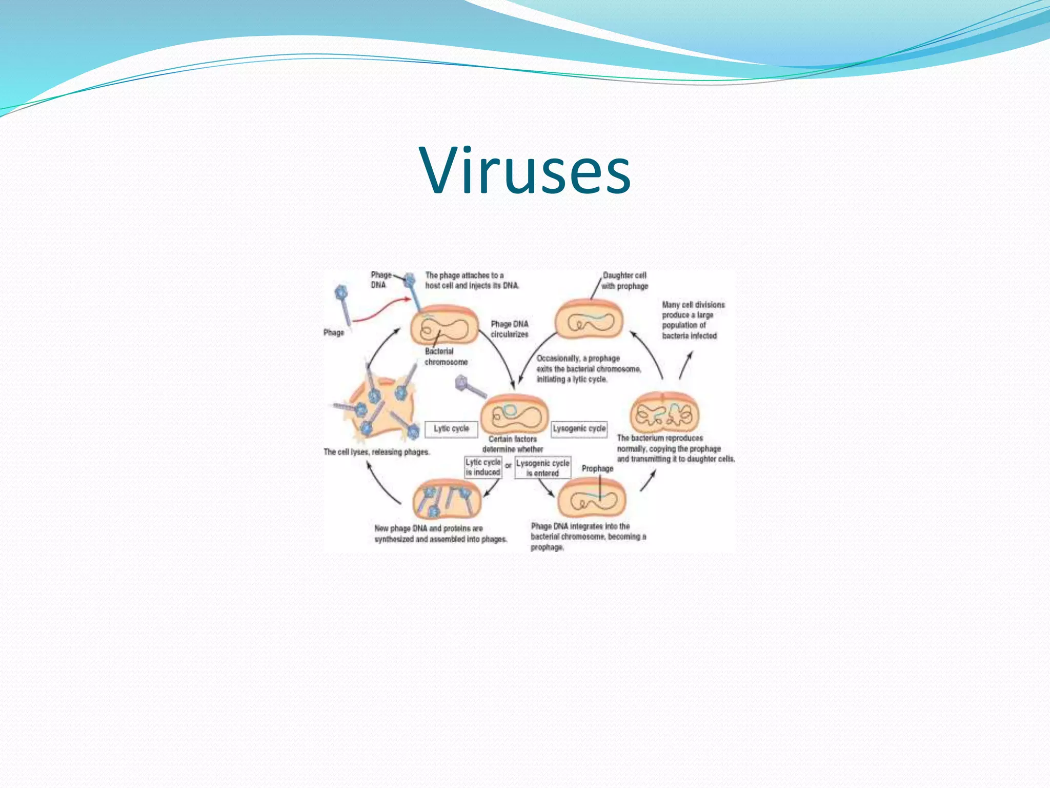 VIRUSES.pptx