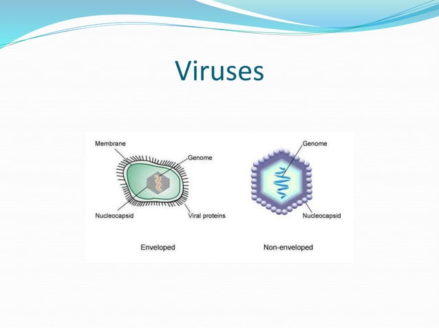 VIRUSES.pptx