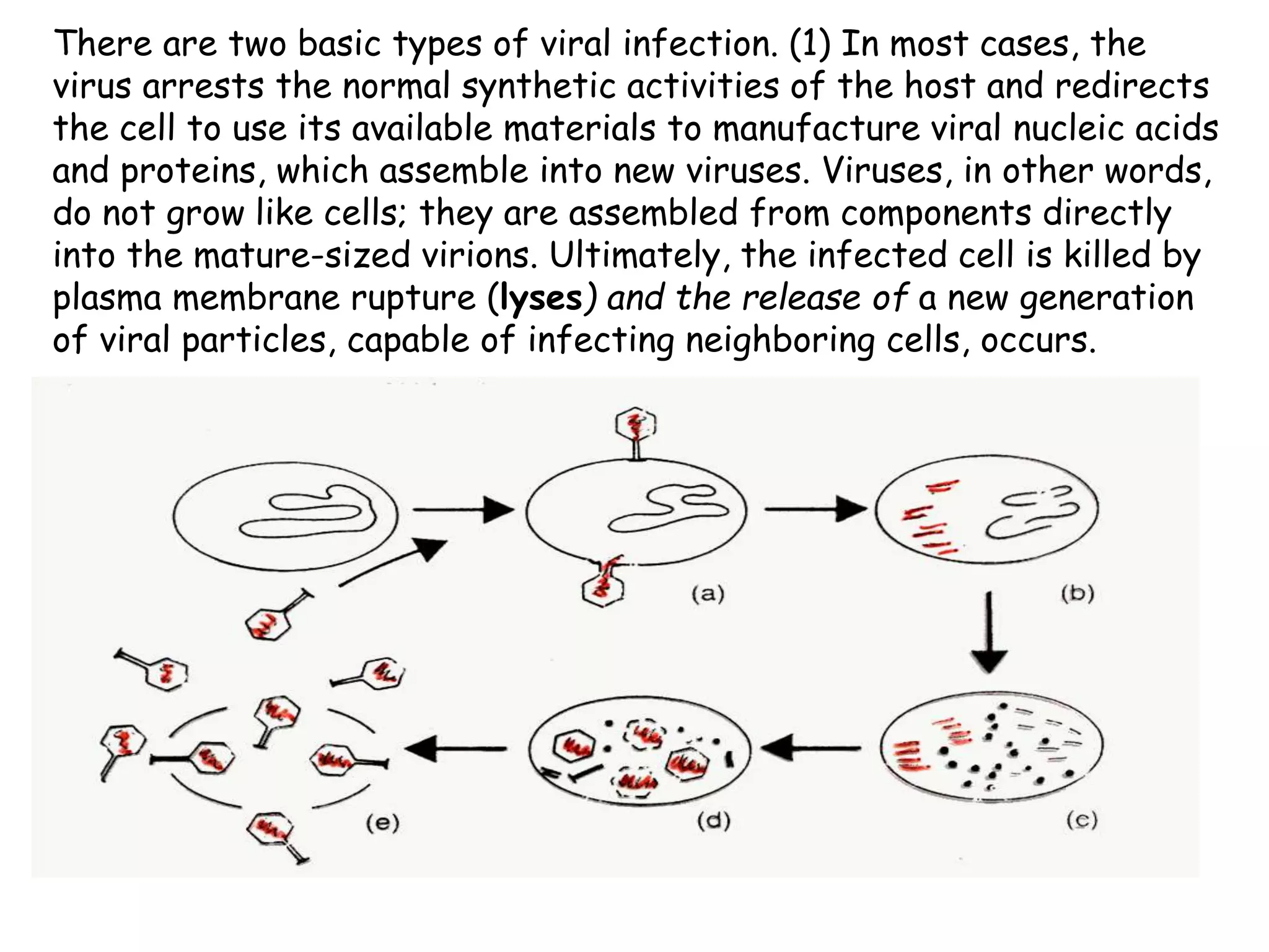 VIRUSES.ppt | Biological Sciences | Science