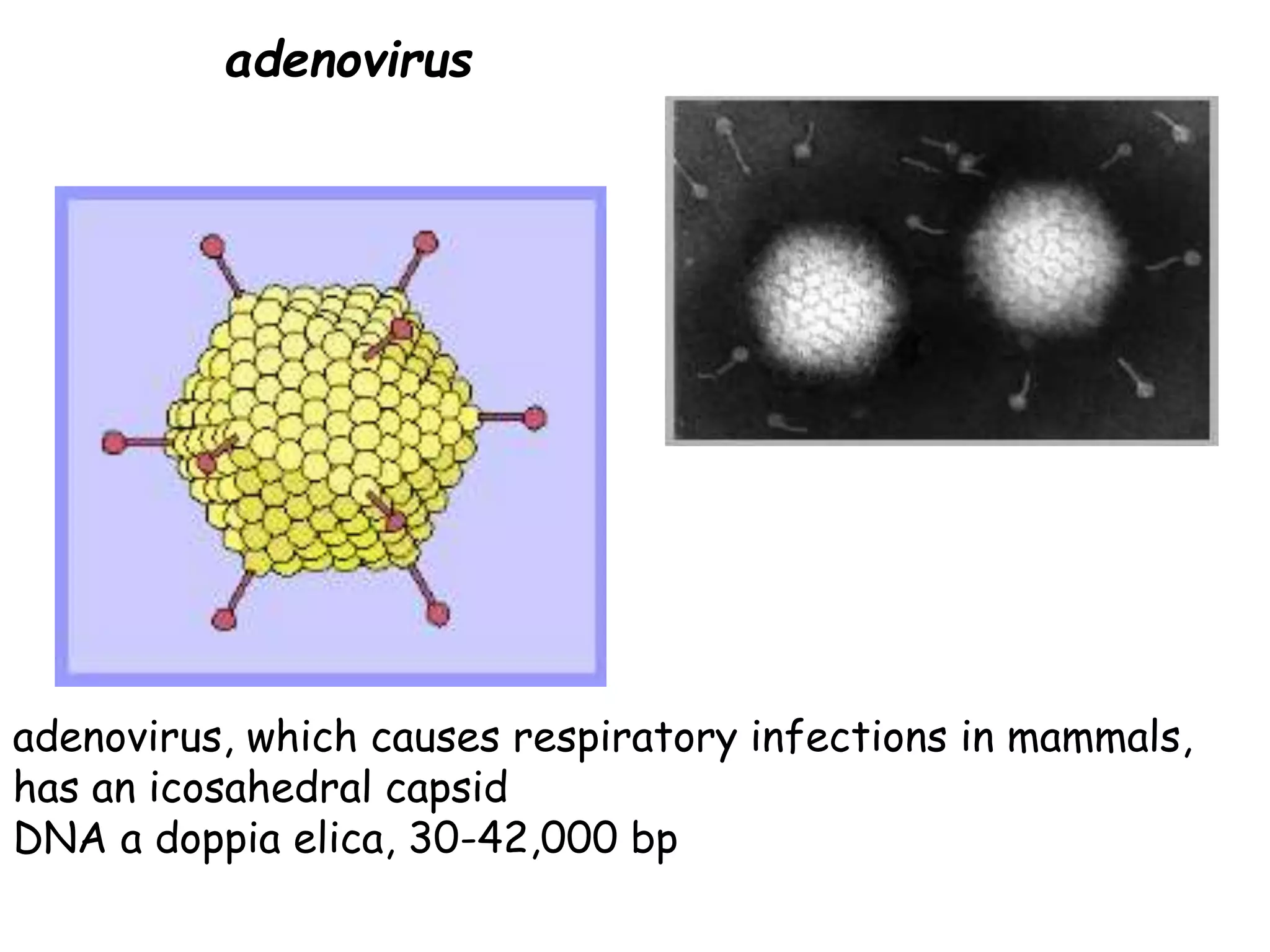 VIRUSES.ppt | Biological Sciences | Science