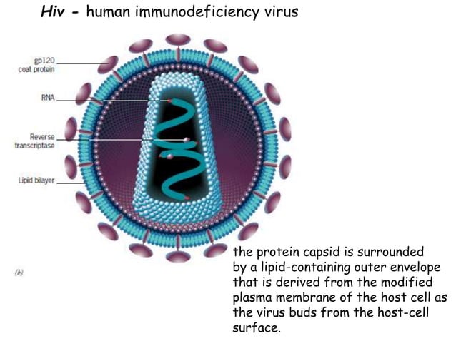VIRUSES.ppt | Biological Sciences | Science