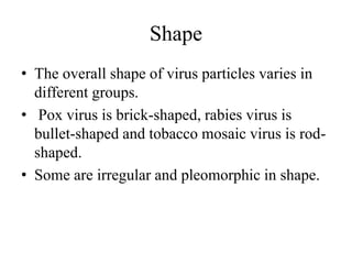 Viruses.pptx