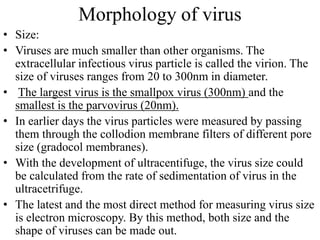 Viruses.pptx