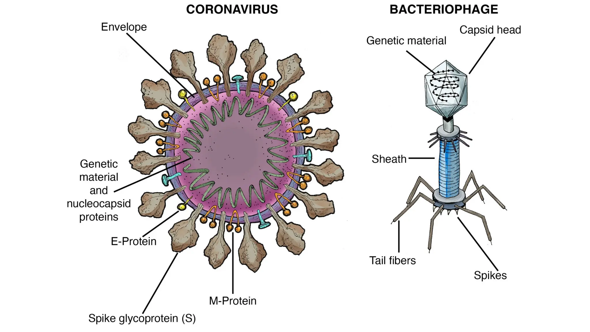 Viruses, bacteriophages, retroviruses and prions | PPT