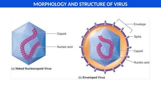 Viruses - Exam points Medical Microbiology | PPT