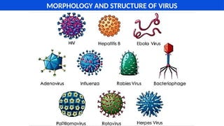 Viruses - Exam points Medical Microbiology | PPT