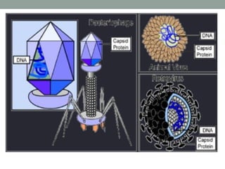 Viruses PowerPoint Presentation High School | PPTX