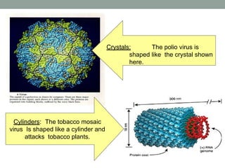 Viruses PowerPoint Presentation High School | PPTX