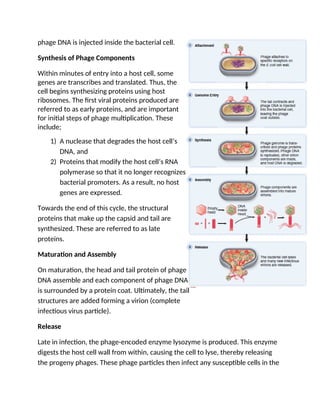 Viruses (History, structure and composition, classification ...
