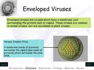 Viruses affecting man; entymology; definition; classification; virus ...