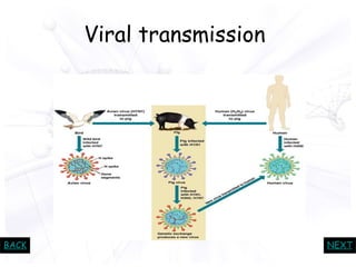 Viruses affecting man; entymology; definition; classification; virus ...