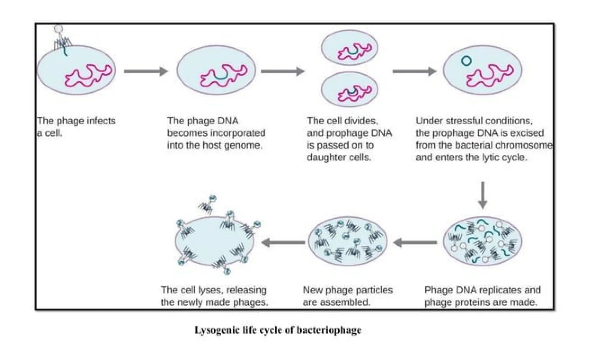 Viruses, classification, lifecycle.pptx