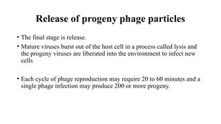 Viruses, classification, lifecycle.pptx