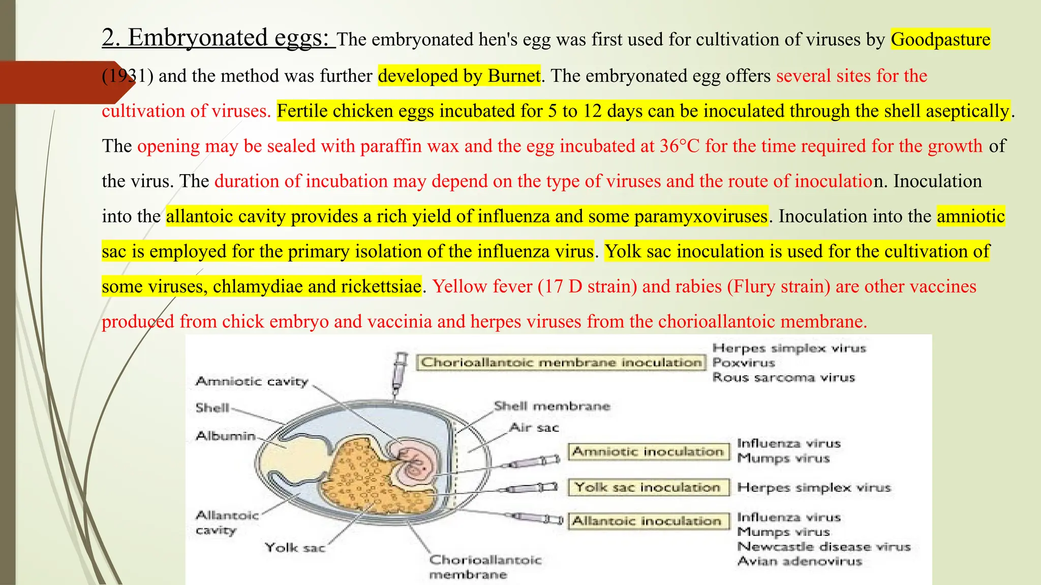 Viruses- classification, multiplication and cultivation.pptx