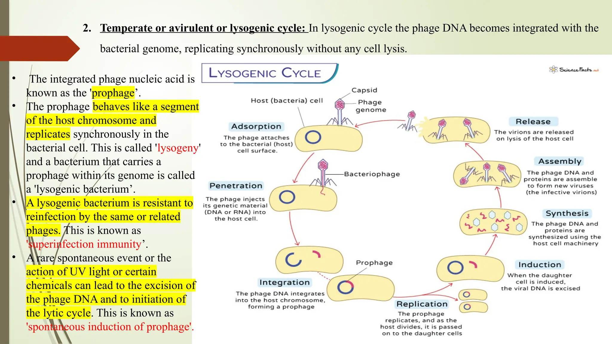 Viruses- classification, multiplication and cultivation.pptx