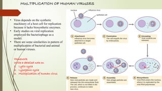 Viruses- classification, multiplication and cultivation.pptx