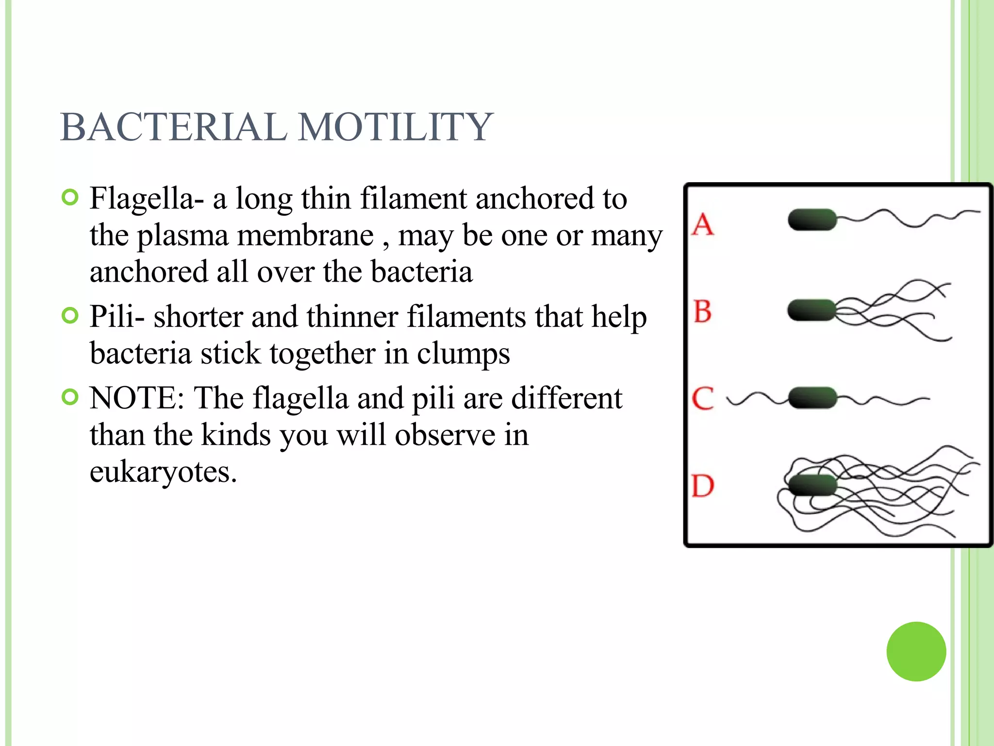 Viruses And Bacteria | PPT