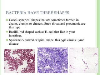Viruses And Bacteria | PPT