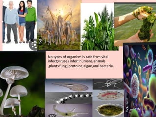 Viruses-and-other organisms-WPS-Office.pptx