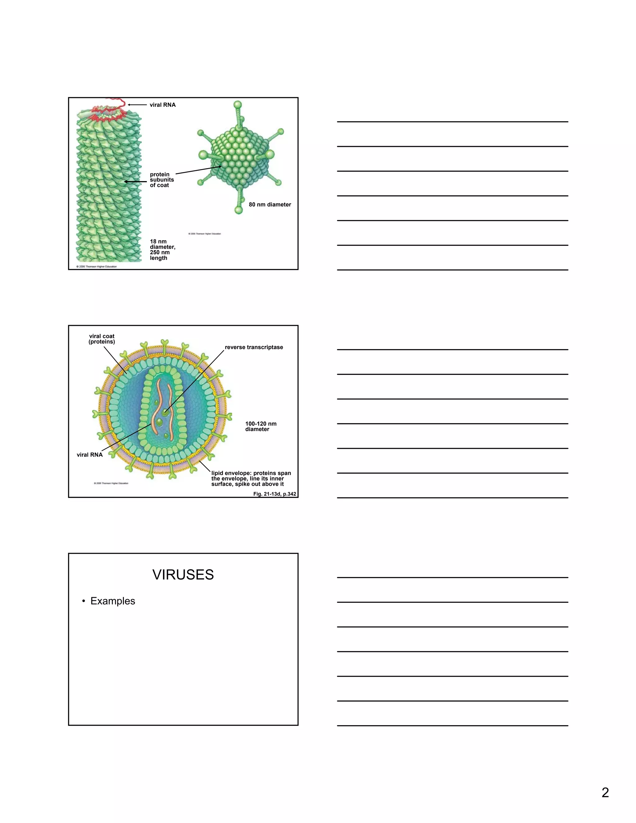 Viruses | PDF | Infectious Diseases | Diseases and Conditions