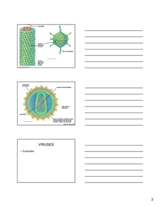 Viruses | PDF | Infectious Diseases | Diseases and Conditions
