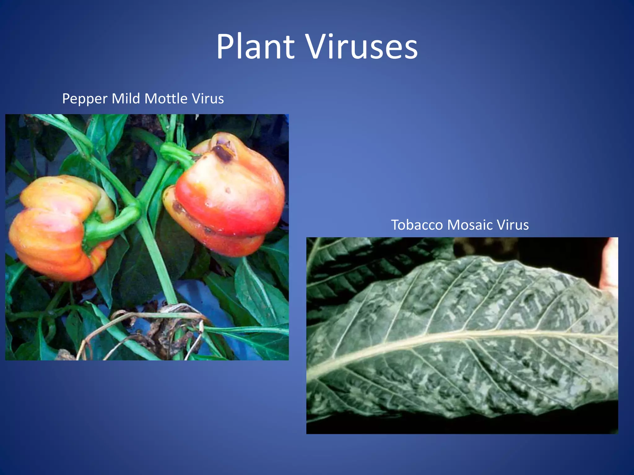 Viruses and Bacteria | PPTX