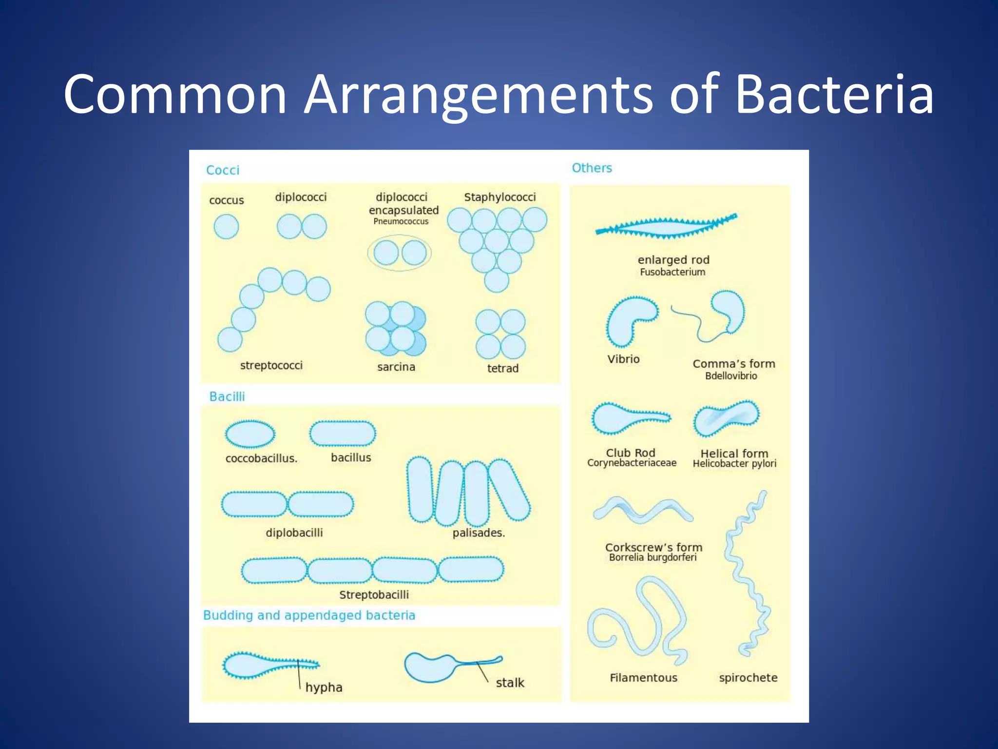Viruses and Bacteria | PPTX