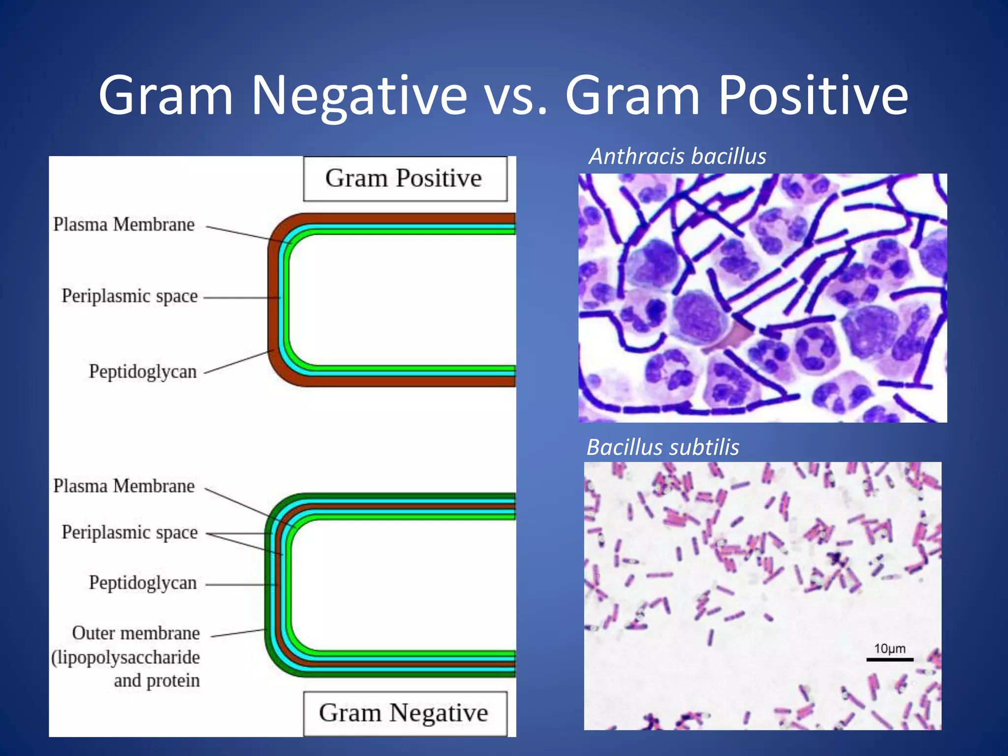 Viruses and Bacteria | PPTX