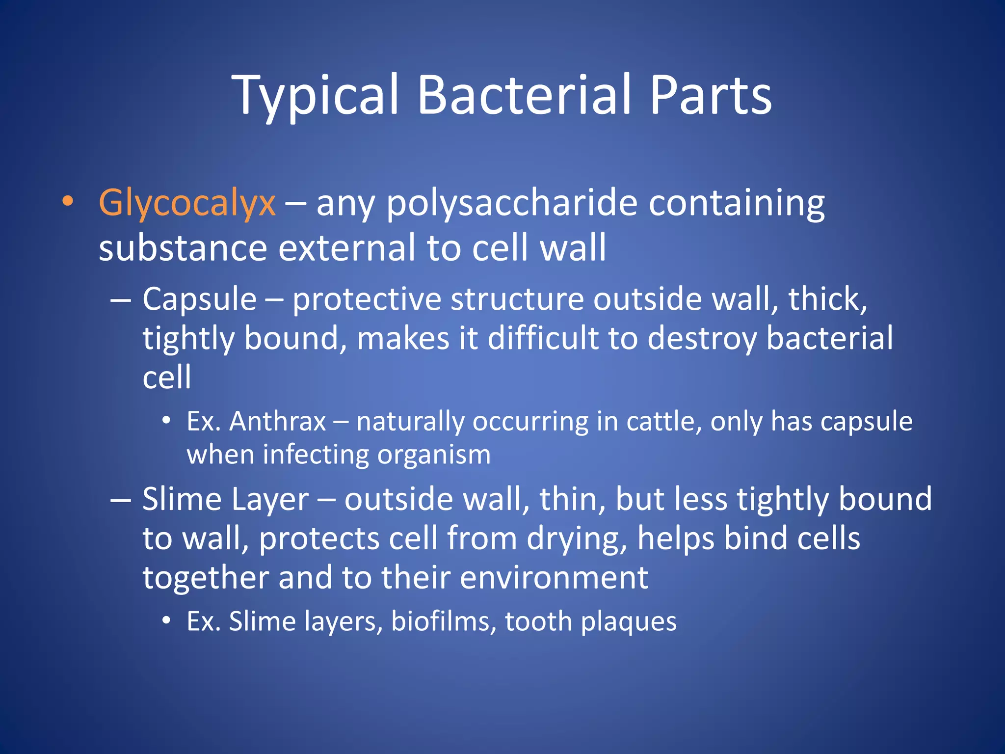 Viruses and Bacteria | PPTX