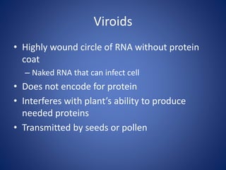 Viruses and Bacteria | PPTX