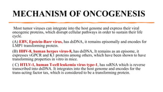 Viruses and Cancer: Introduction to Oncoviruses | PPTX
