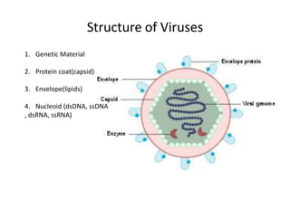 Viruses and coronavirus | PPTX