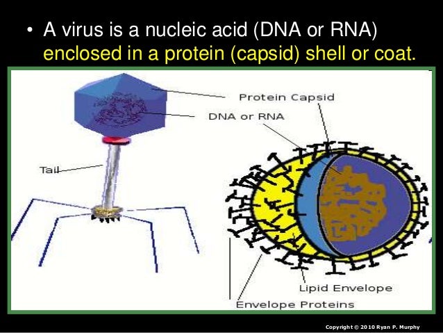 Viruses and Infectious Diseases Biology Lesson PowerPoint, Quiz,